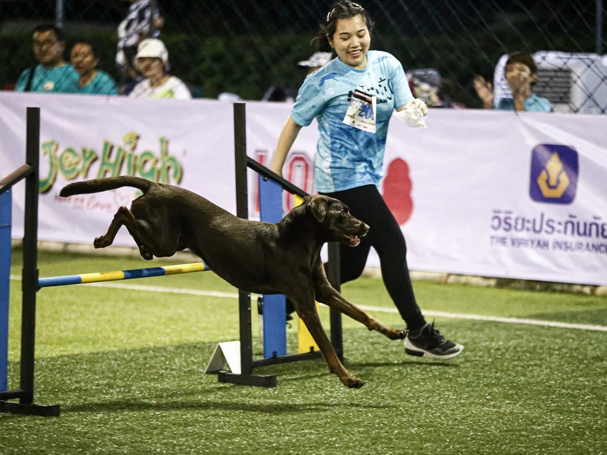 Bounce Dog Agility Competition 2019 | International Pet Food Co.,Ltd.