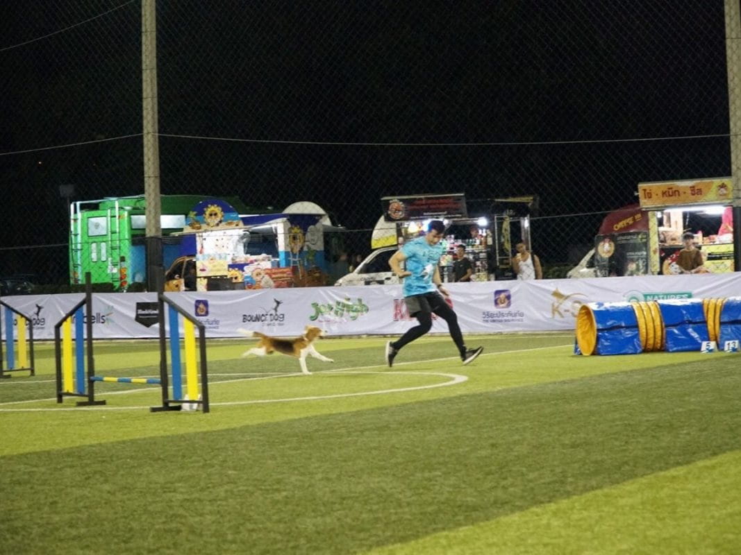 Bounce Dog Agility Competition 2019 | International Pet Food Co.,Ltd.
