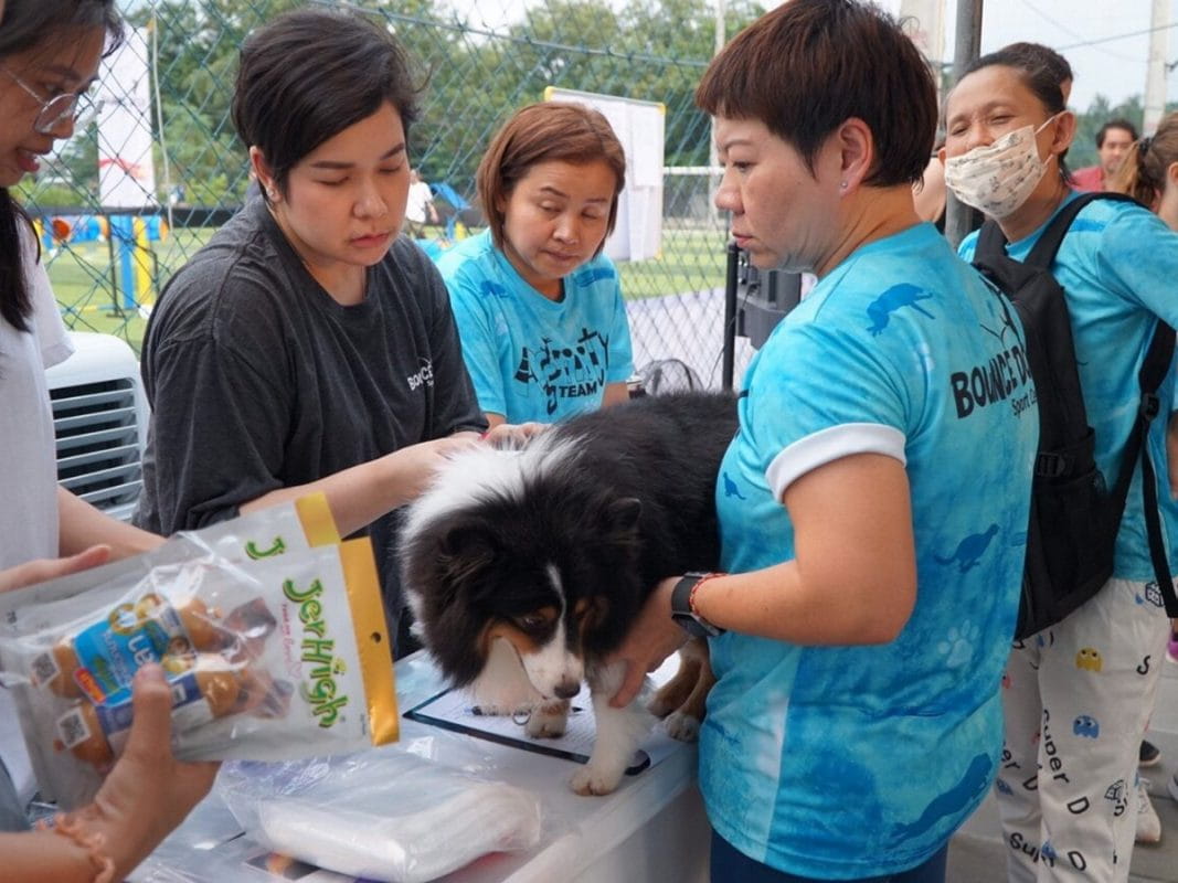 Bounce Dog Agility Competition 2019 | International Pet Food Co.,Ltd.